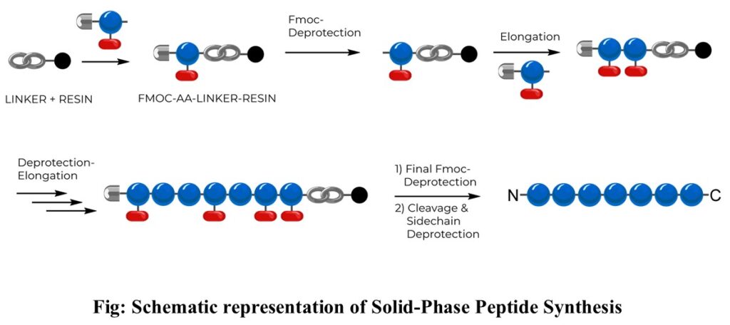 Solid Phase Peptide Synthesis – VINMAX Biotech